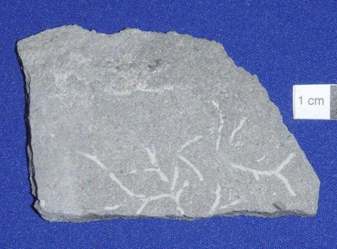 Resident paleontologist explains Indiana fossils | Local News ...
