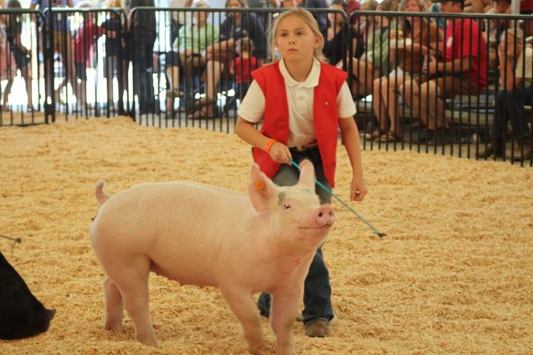Marshall Grange youth know how to show at the county fair | Prospecting ...