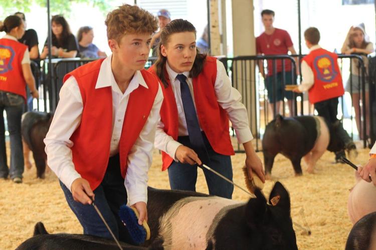Marshall Grange youth know how to show at the county fair | Prospecting ...