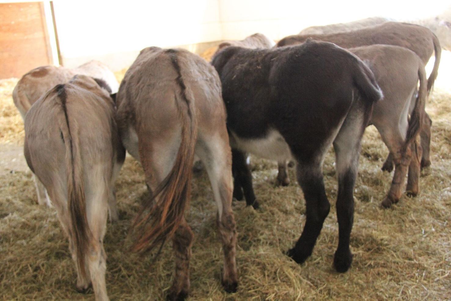 Don’t be as stubborn as a mule, come to the Donkey Sanctuary