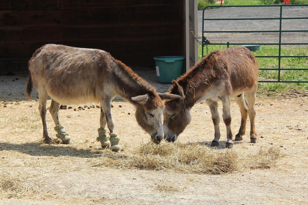 Don’t be as stubborn as a mule, come to the Donkey Sanctuary