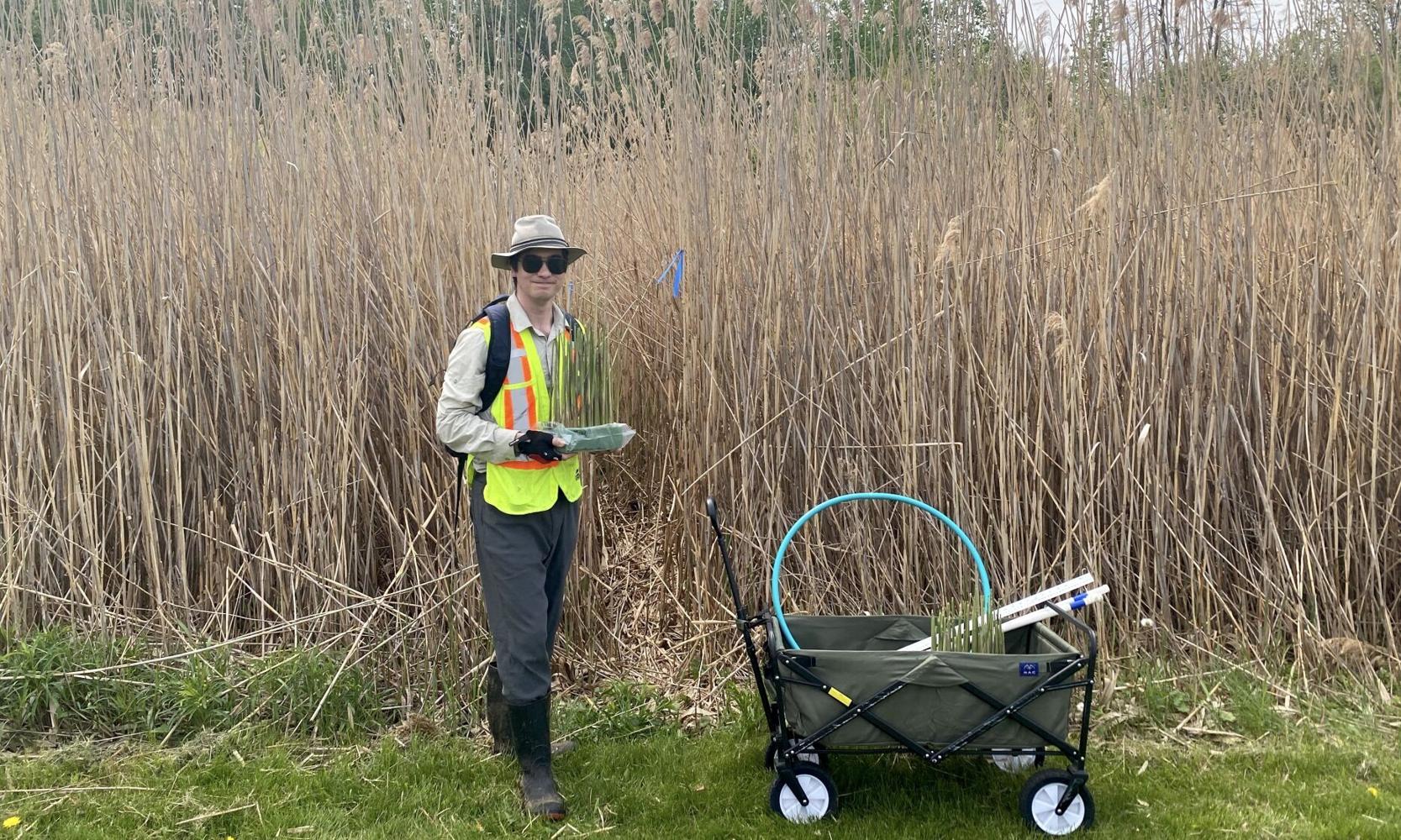 Using bugs to fight invasive plant species in Guelph