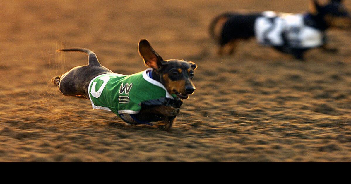 Elora racetrack to host inaugural dog race where ‘everyone’s a wiener’