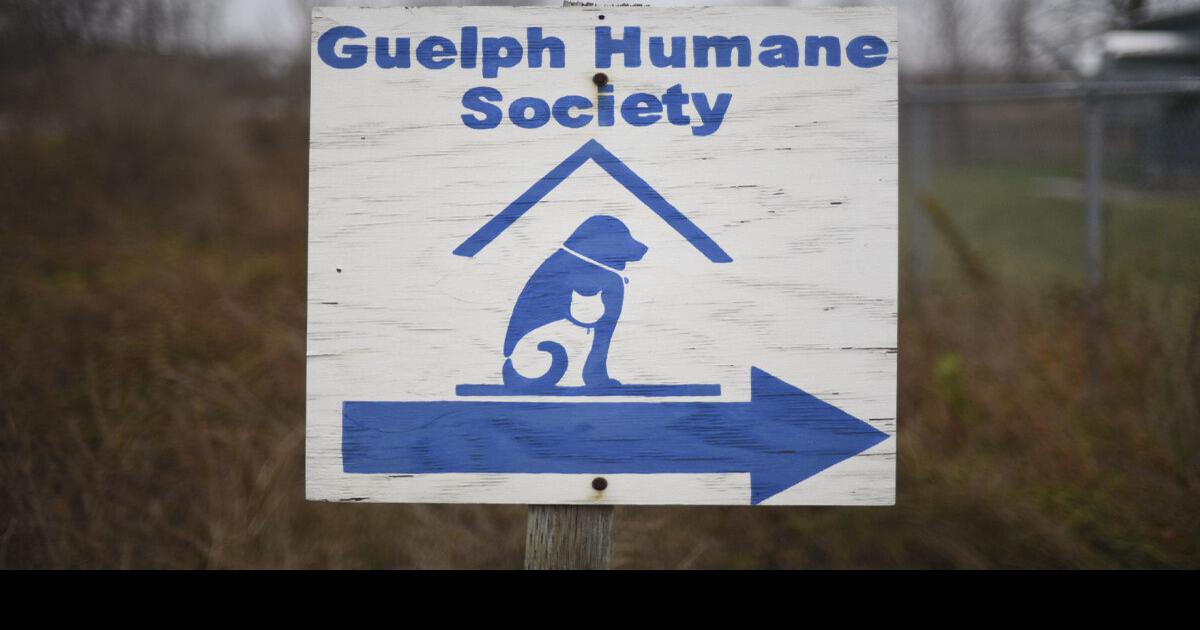 Guelph Humane Society once again searching for new home
