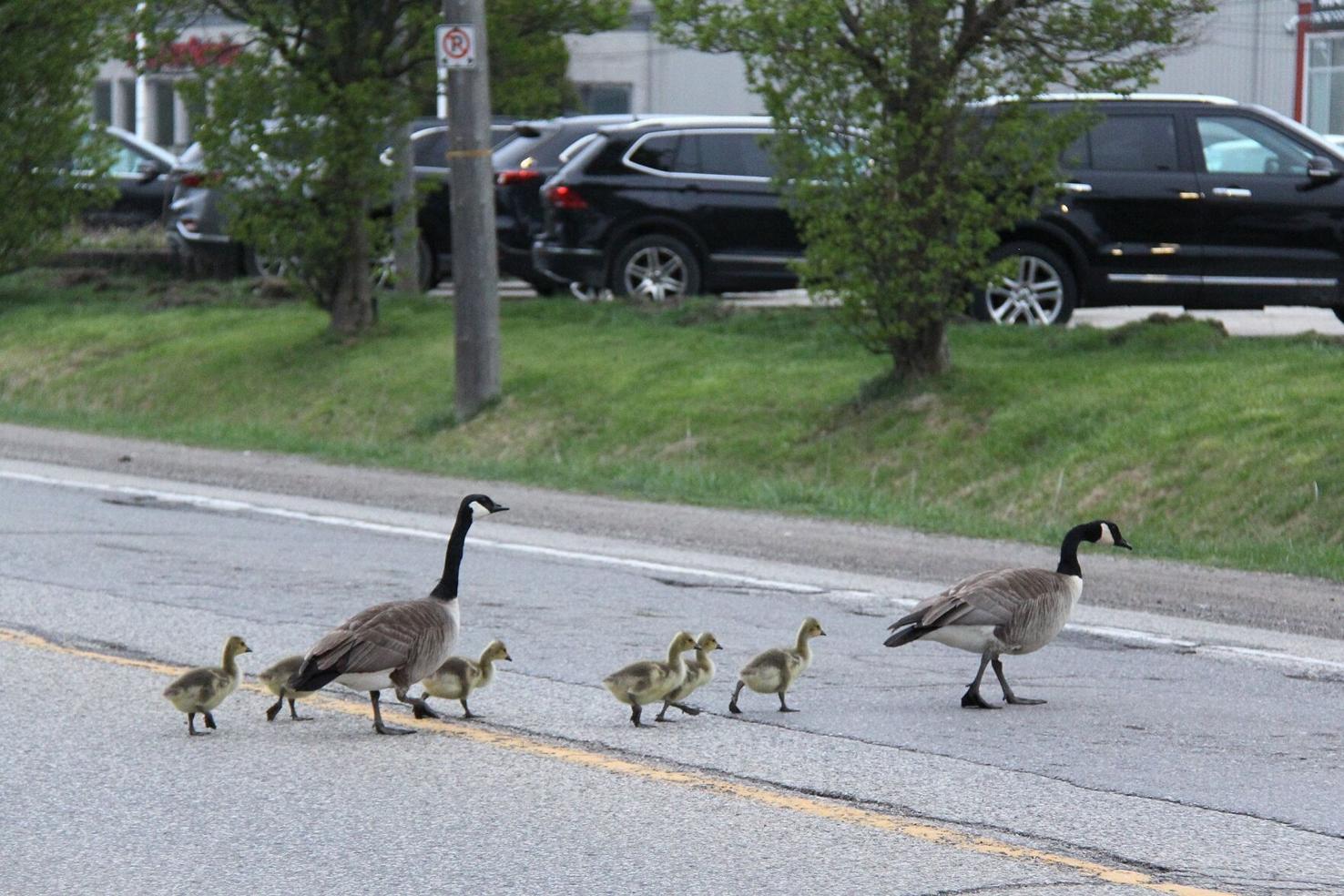 Honk, honk! Watch out for Canada geese in Guelph