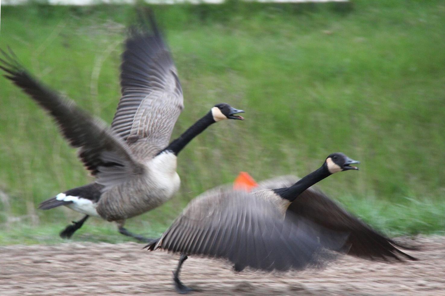 Honk, honk! Watch out for Canada geese in Guelph