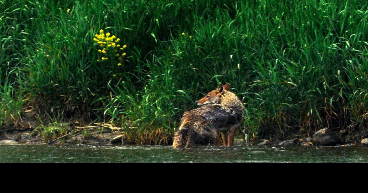 Coyote and coywolf attacks on pets have Ontario communities worried