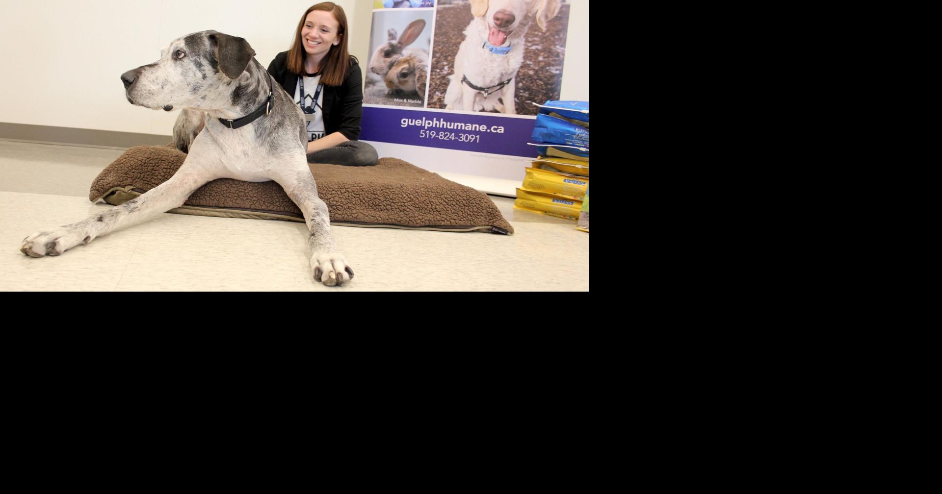 Guelph Humane Society launches food bank for pets