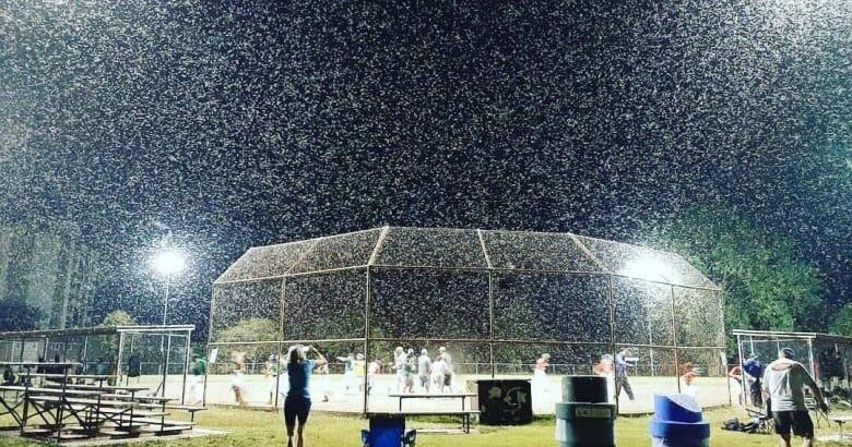 Mayflies are a nuisance, but also a great indicator of lake health