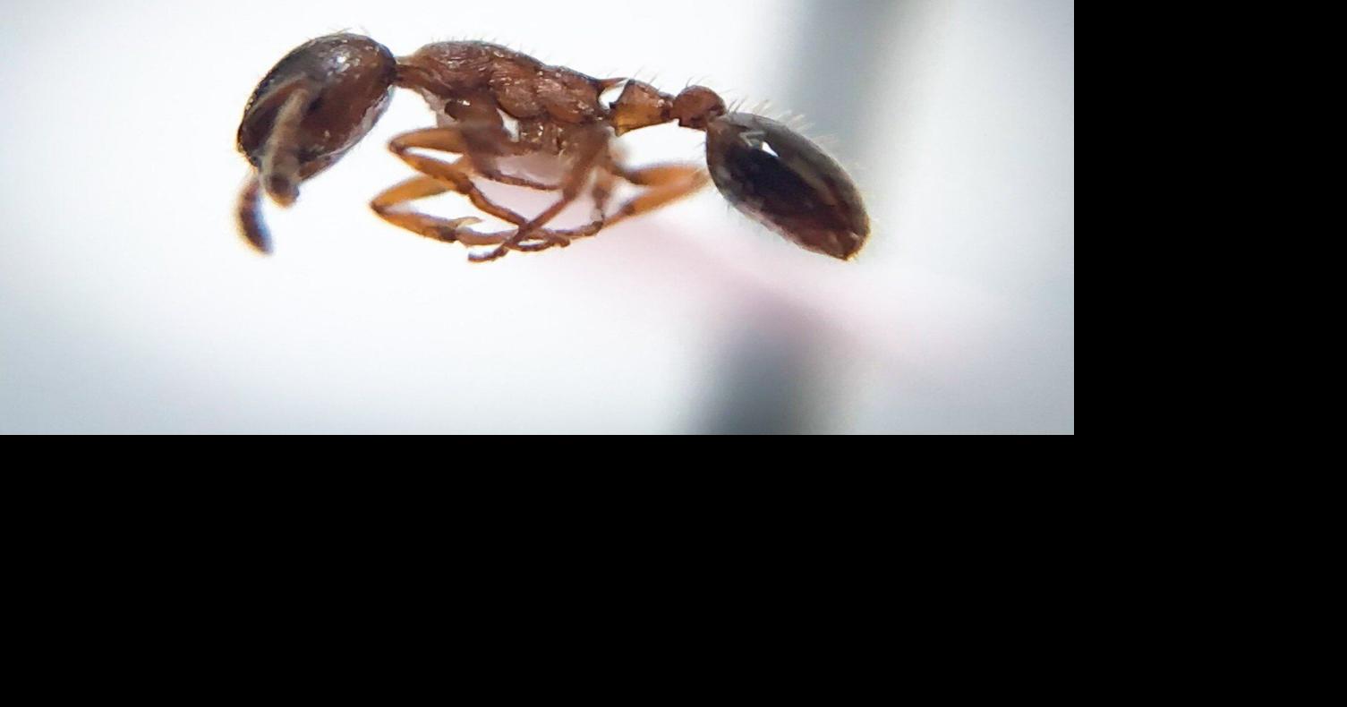 Guelph researcher discovers slave-making ants after 11 years