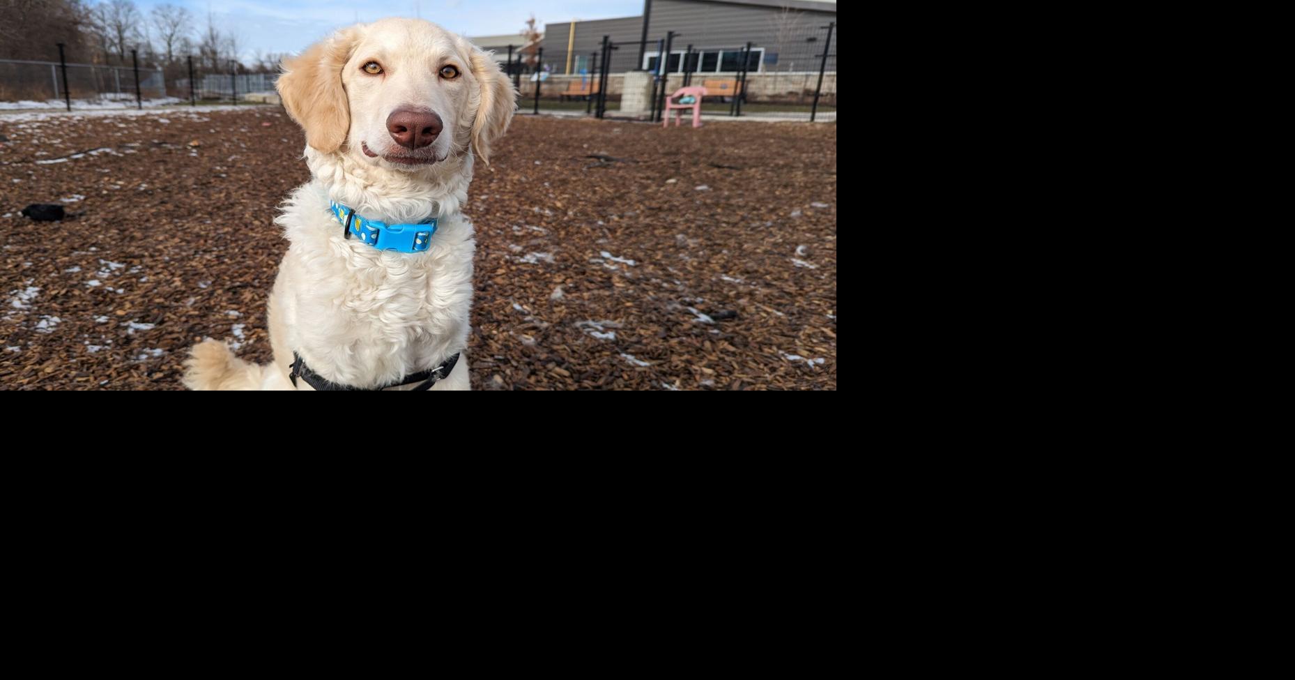 Guelph Humane Society to host fundraising walk to help animals find ...