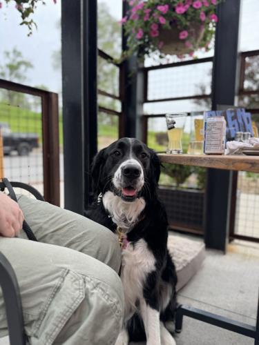Has Beertown’s patio in Guelph gone to the dogs?