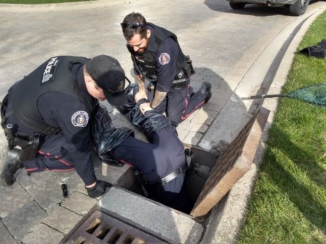 DOWN AND DIRTY: Guelph police rescue baby ducks stuck in storm drain