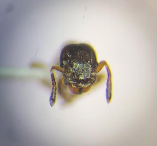 Guelph researcher discovers slave-making ants after 11 years