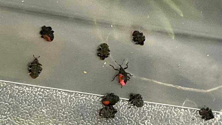 Using bugs to fight invasive plant species in Guelph