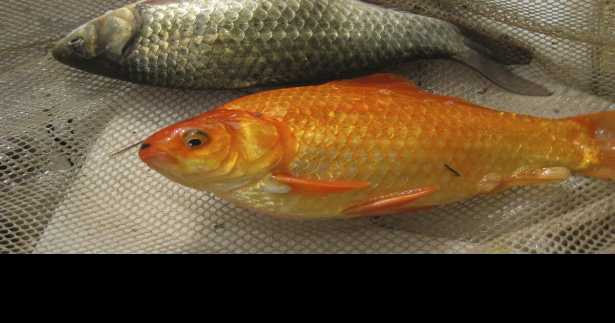Hamilton Harbour becoming giant goldfish bowl