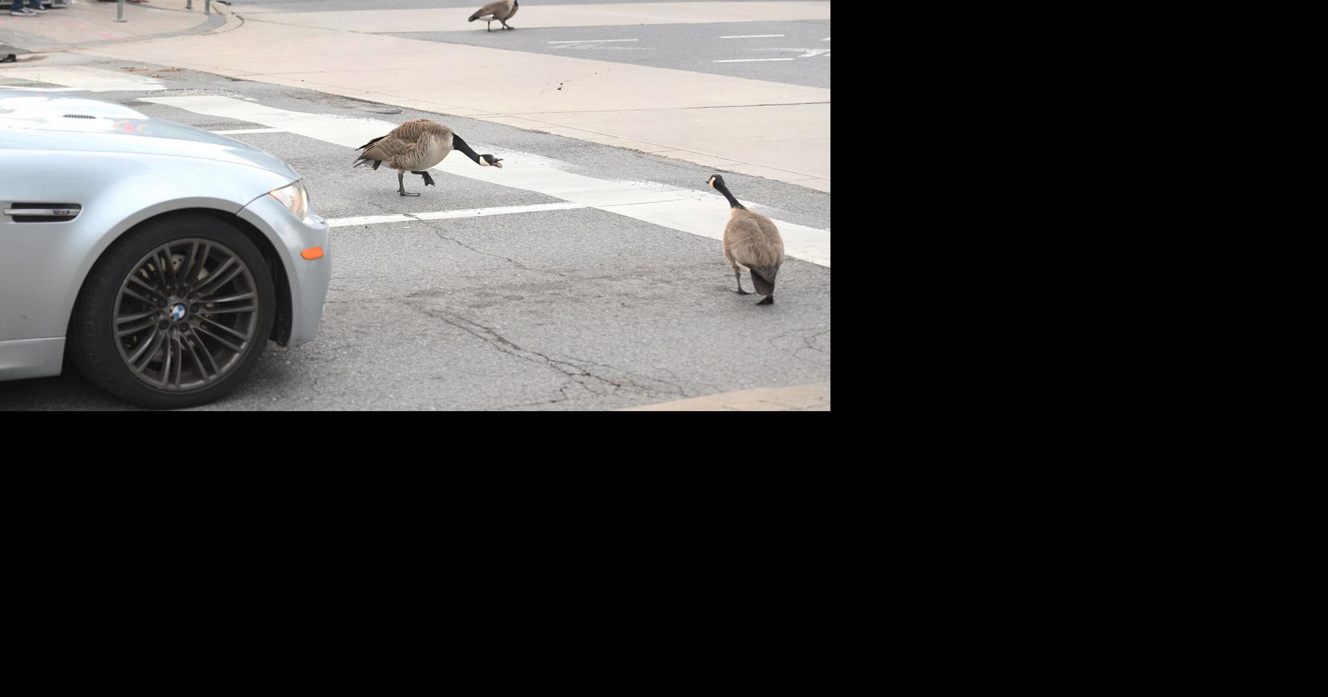 Harley Davidson driver crashes in Guelph to avoid geese: police