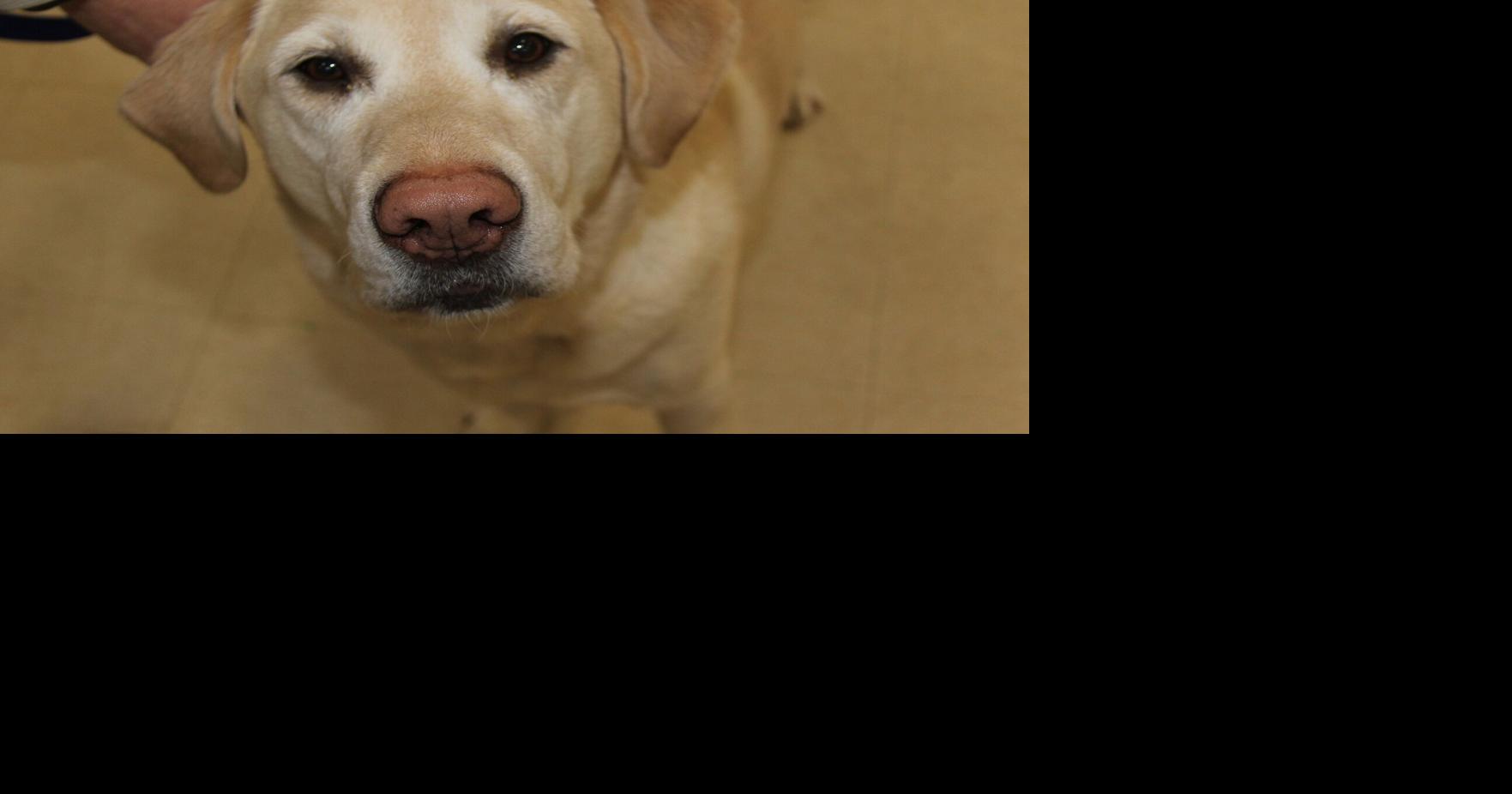 Sunshine Therapy Dogs brings a bit of happiness to Guelph
