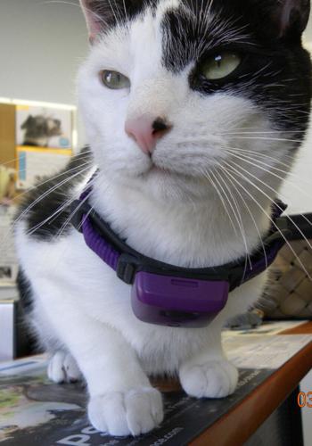 Fergus cat benefiting from special collar