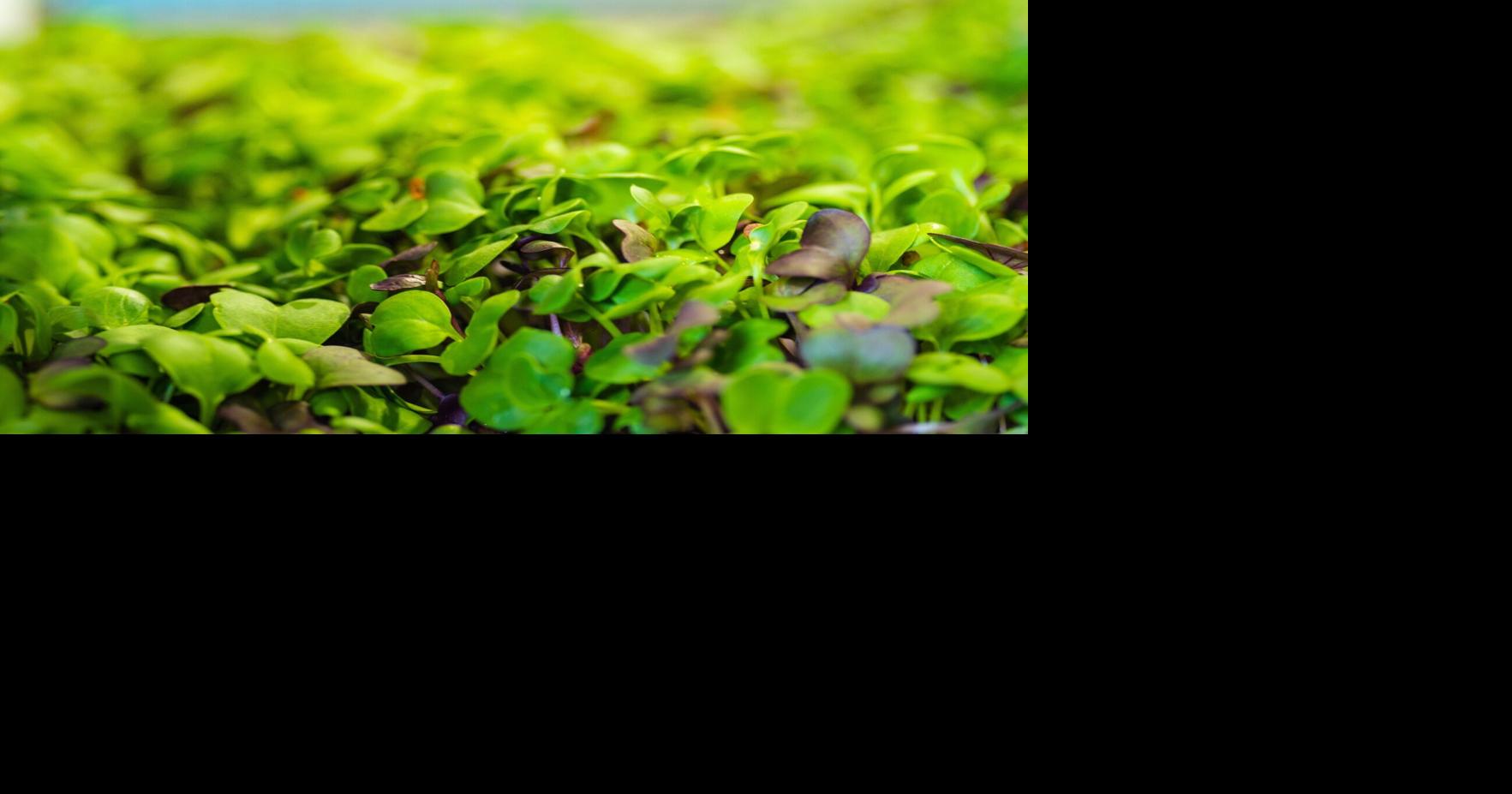 Guelph’s GoodLeaf meets growing demand for local produce