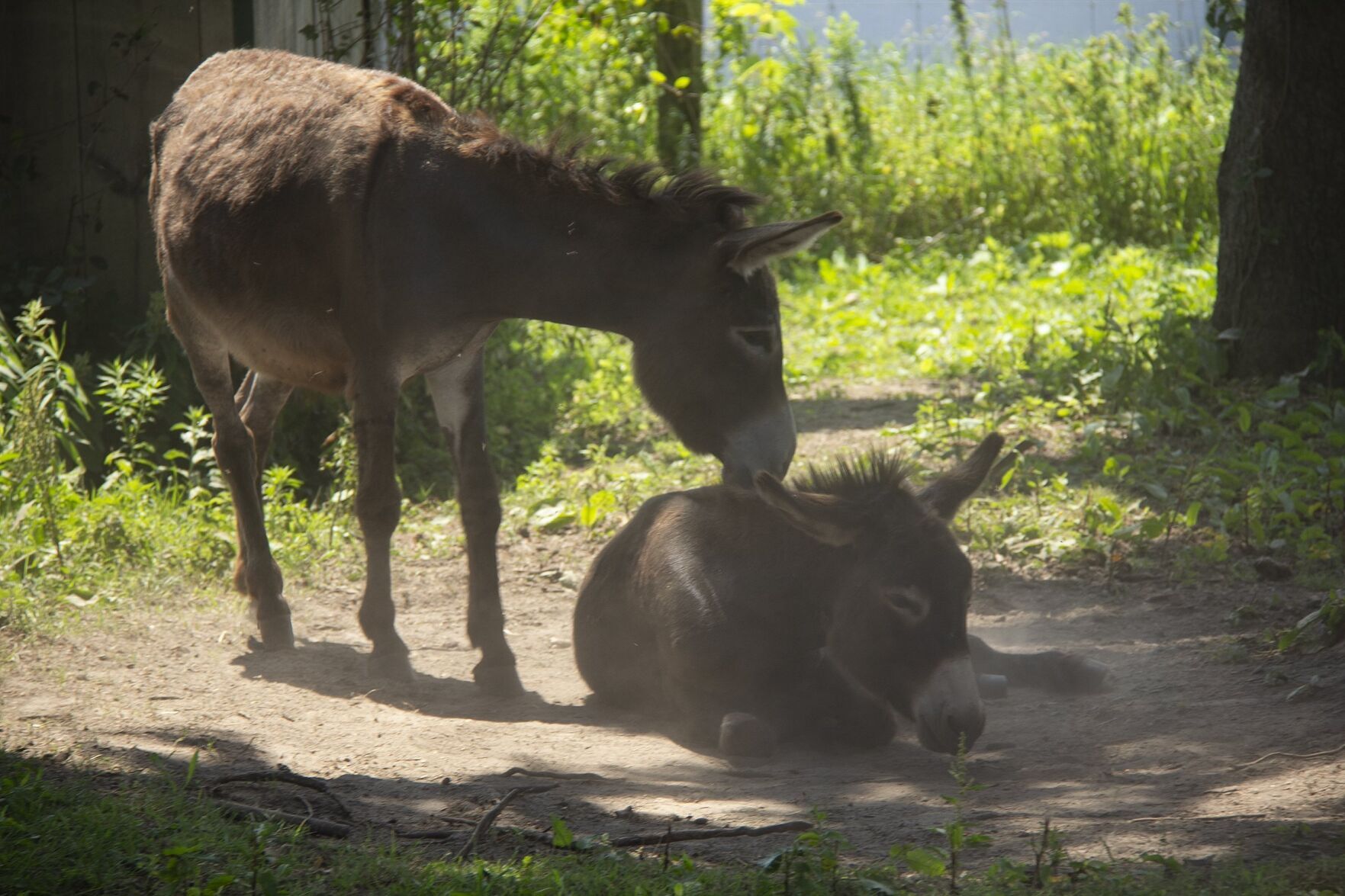 Do you have a donkey or two or love learning about them?
