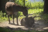 do donkeys have spots