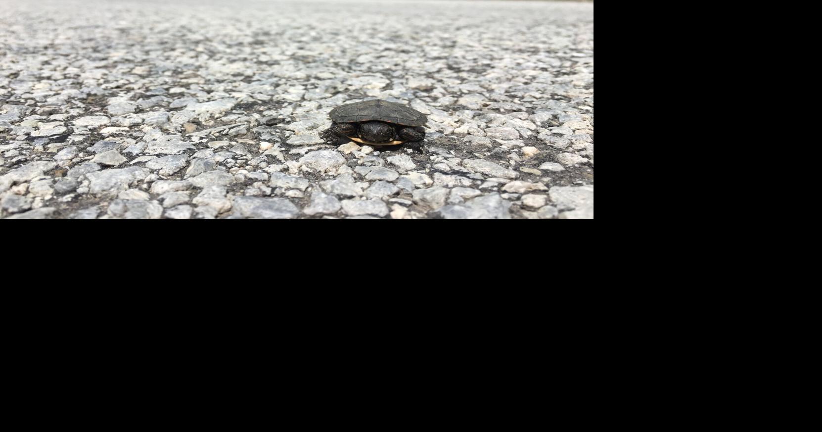 Guelph working on wildlife tunnels for turtles crossing