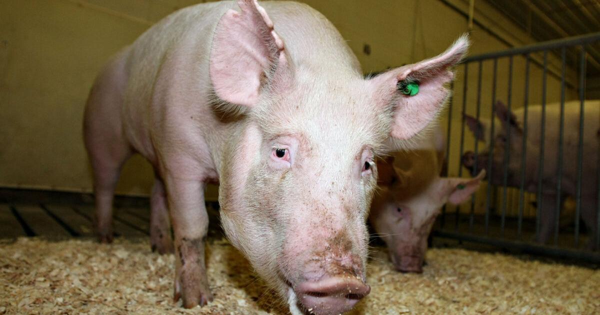 University of Guelph enviropig project loses funding