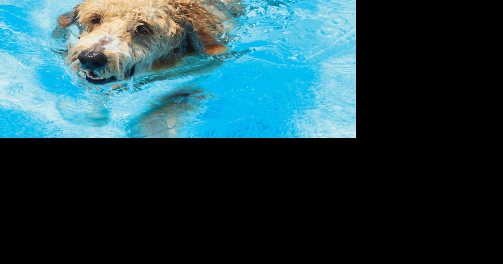 Guelph's Lyon Pool going to the dogs