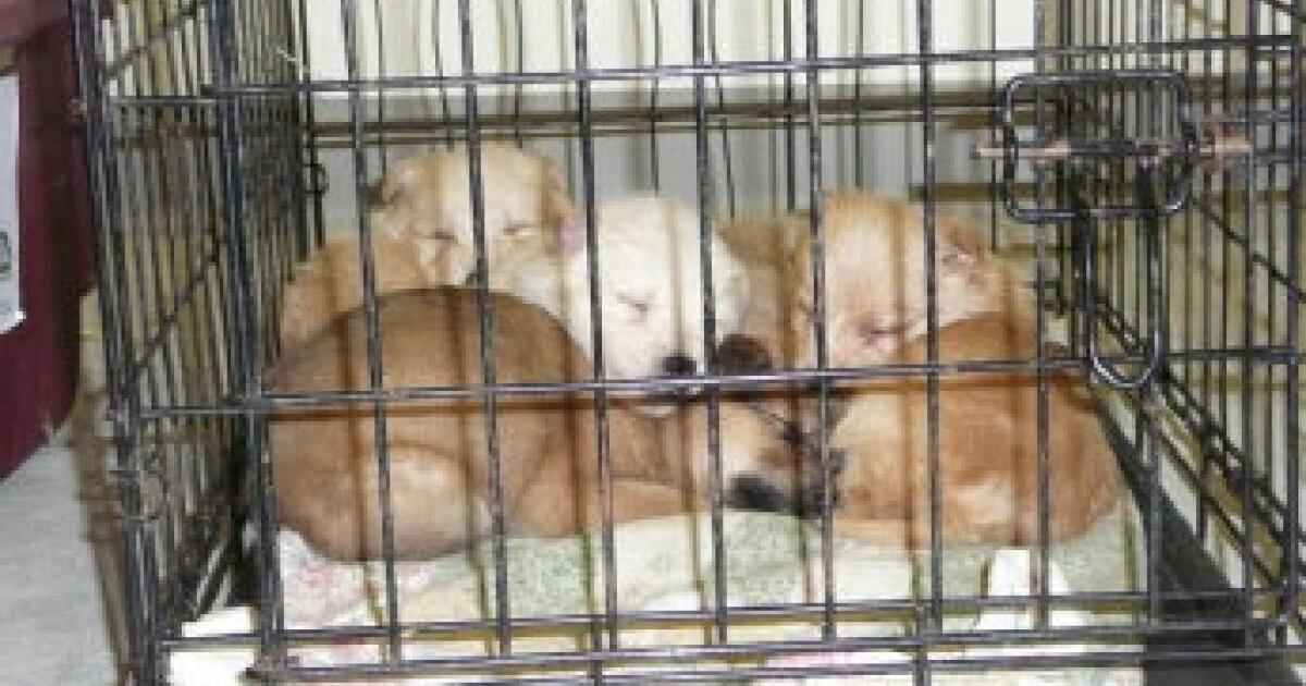 Cat Lake First Nations’ dogs find homes through Mount Forest agency