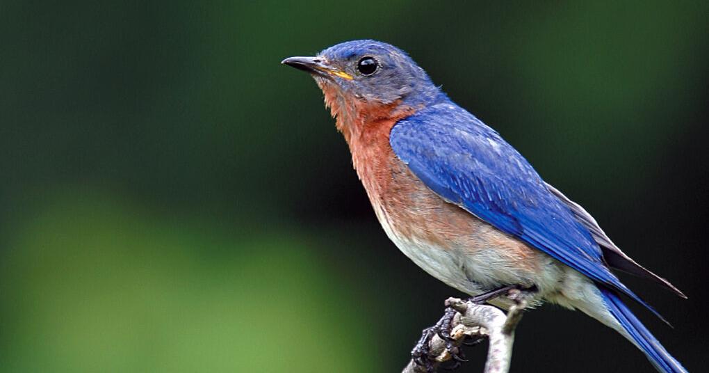 Record numbers of robins, bluebirds spotted at Guelph's Christmas Bird ...