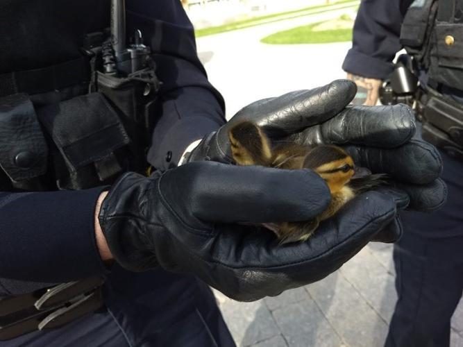 DOWN AND DIRTY: Guelph police rescue baby ducks stuck in storm drain