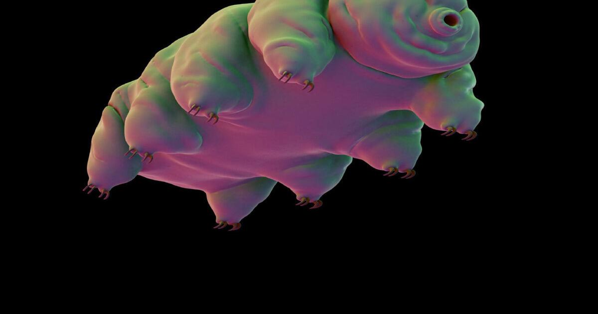 Tardigrades: the most indestructible animal on Earth