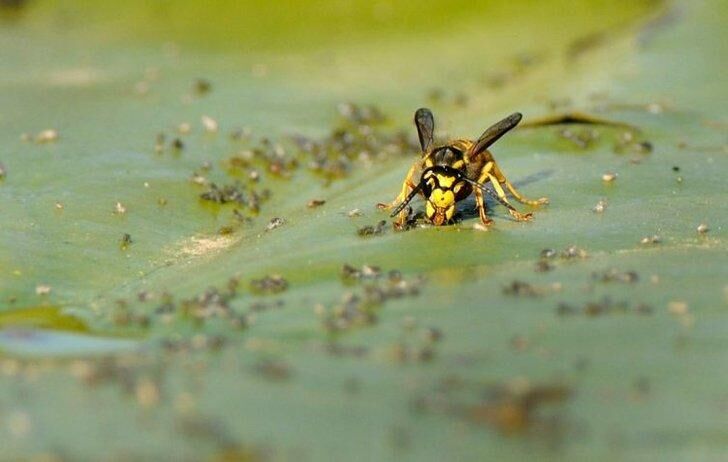 Wasp That Swims Online | emergencydentistry.com