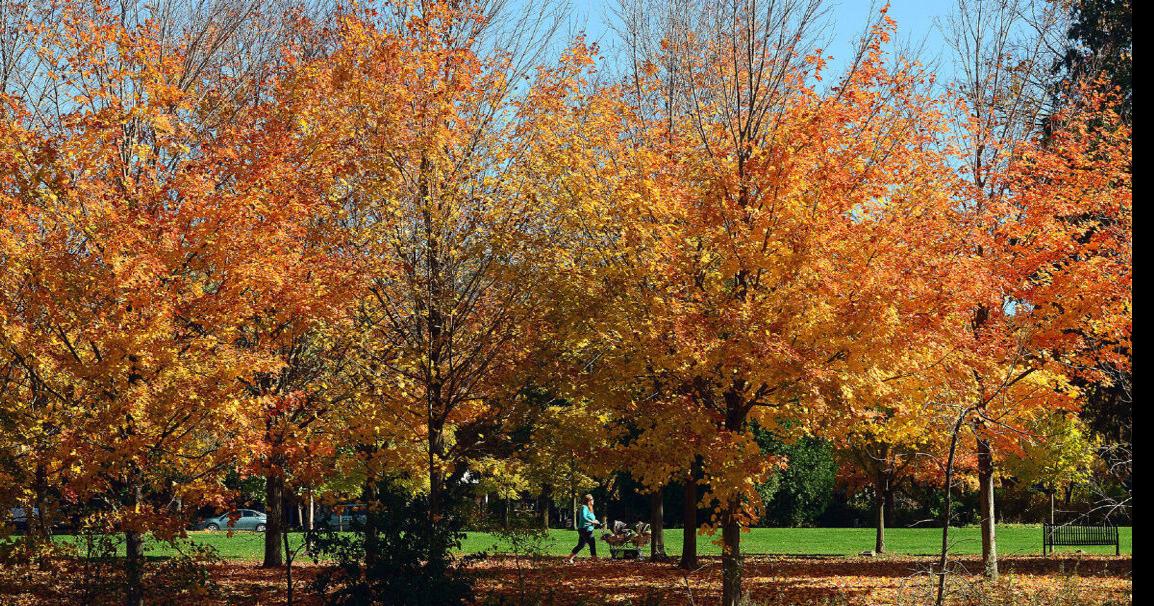 Guelph wreathed in fall colours