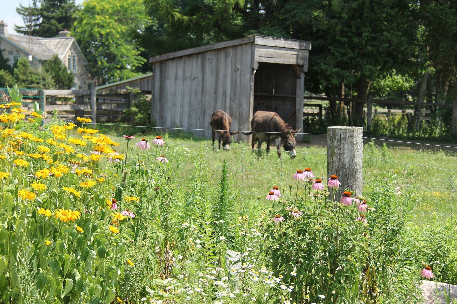 Don’t be as stubborn as a mule, come to the Donkey Sanctuary