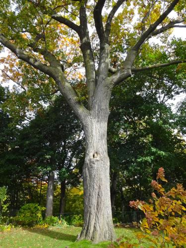 NATURAL ROOTS: The Oak Tree Sentry of Toronto's Nordheimer Ravine