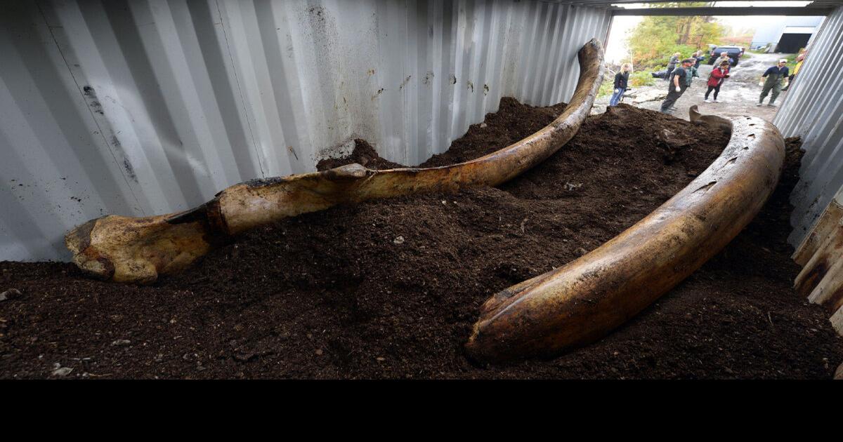 World’s most famous dead blue whale gets buried in manure