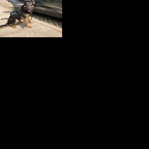 Toronto police dog ‘Jango’ helps catch 4 suspects in Yorkdale mall robbery