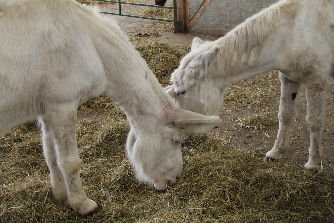 Don’t be as stubborn as a mule, come to the Donkey Sanctuary