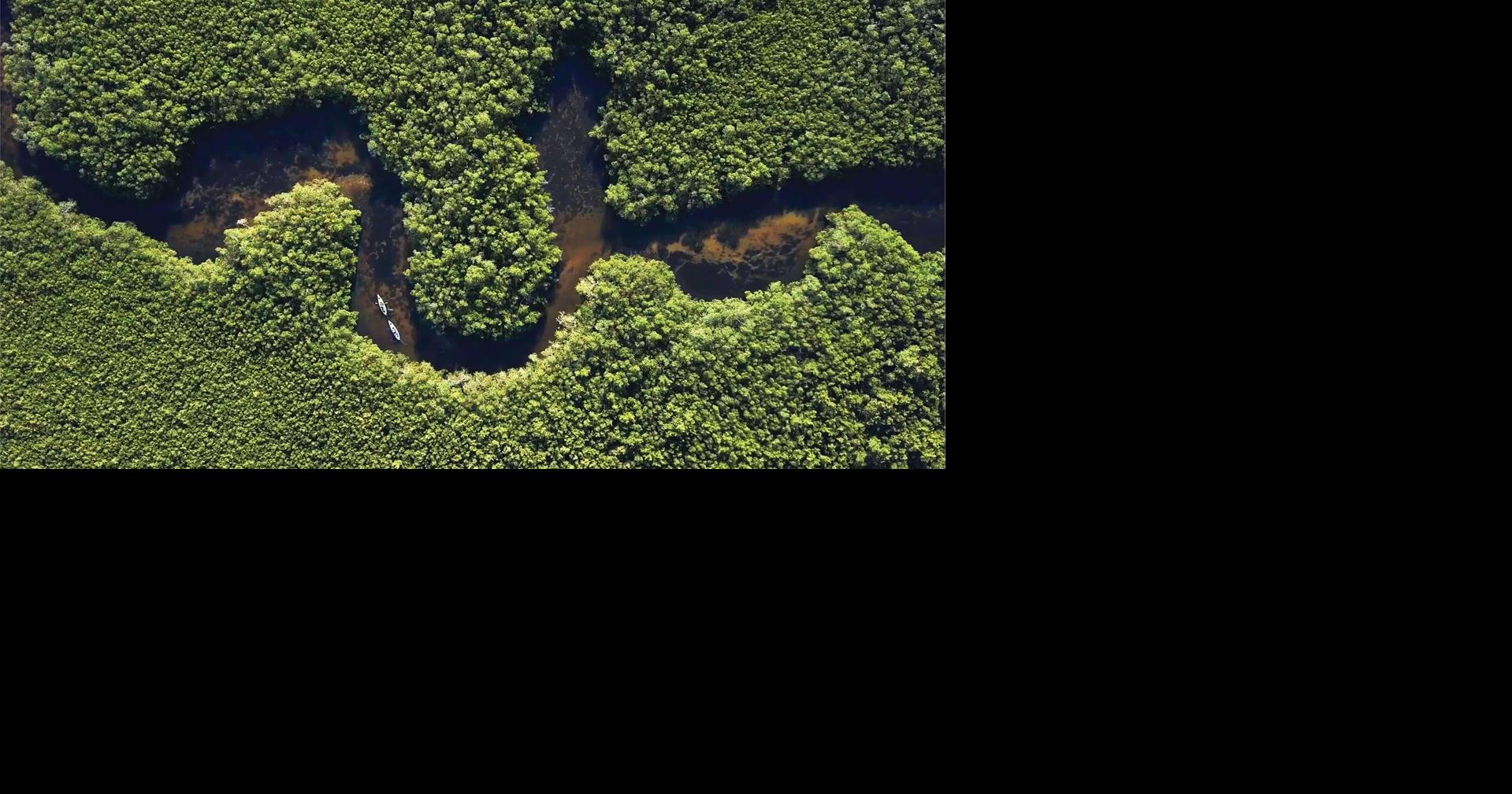 Why mangroves matter: Protecting coastal vegetation means weighing the ...