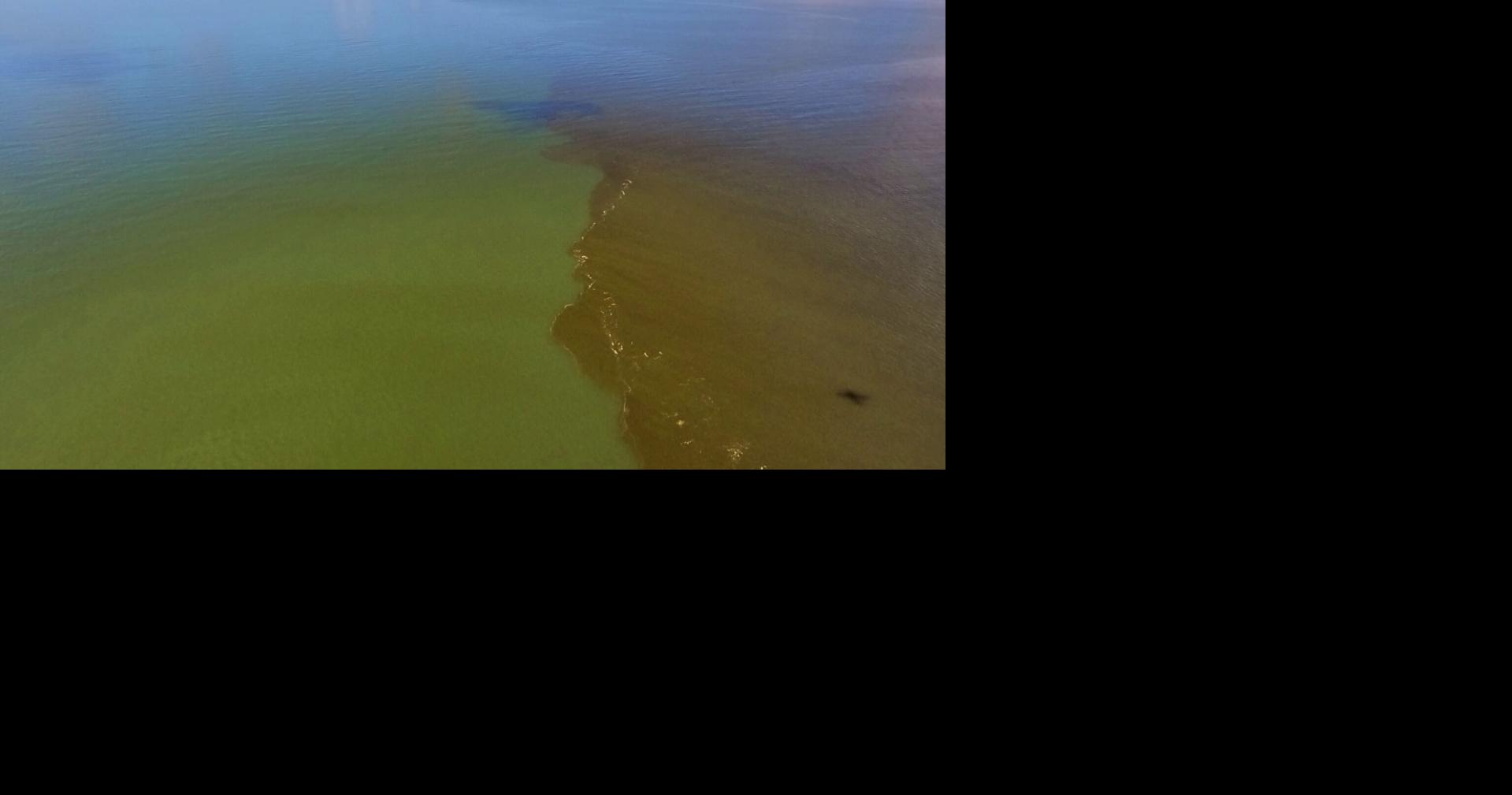 Gulf bacteria show promise in fighting red tide | GB Daily ...