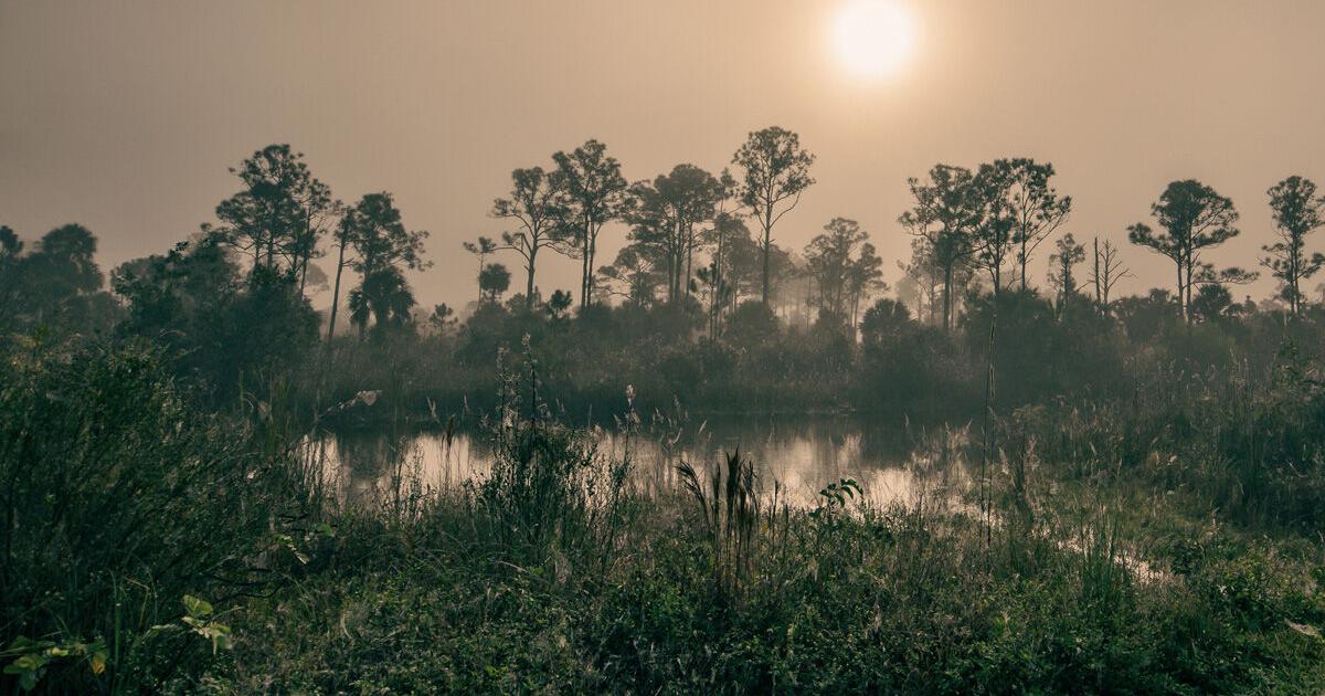 Florida wetlands protections remain under federal rule | Environment ...