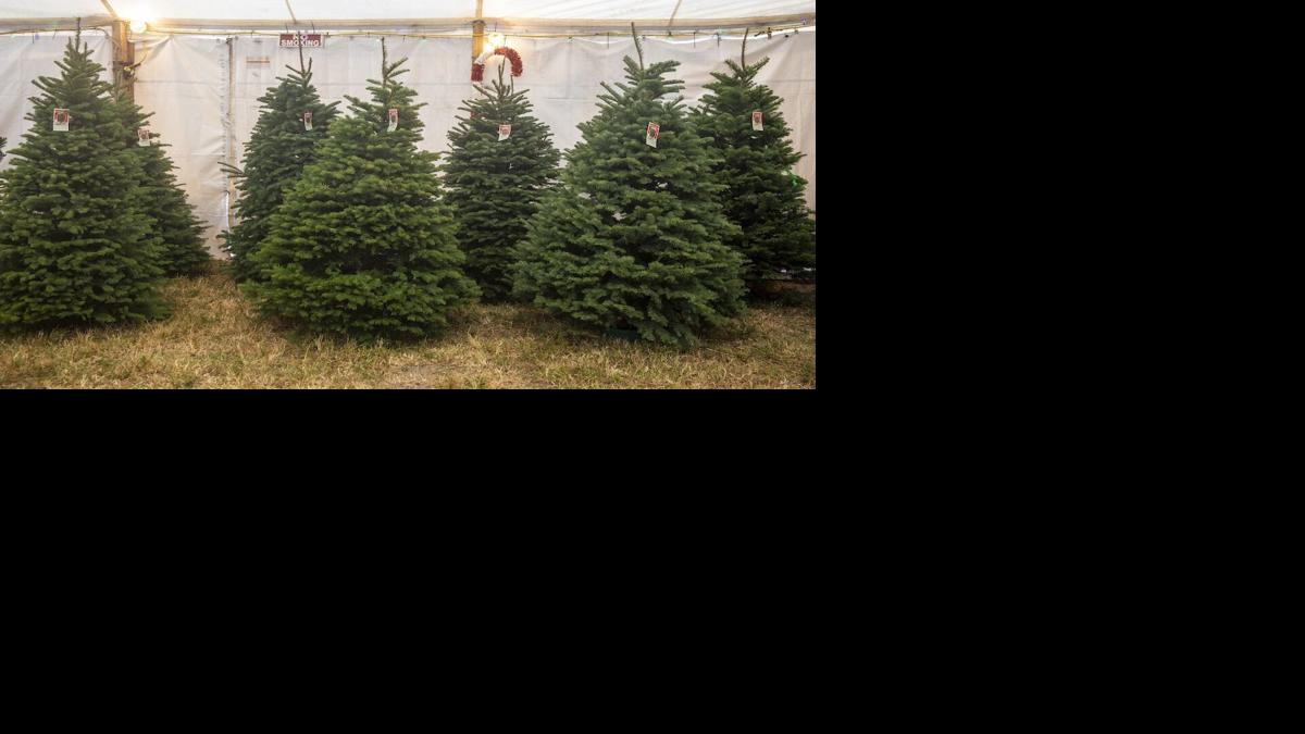 Abundant U.S. supply keeps live tree prices steady in 2025 | Retail ...
