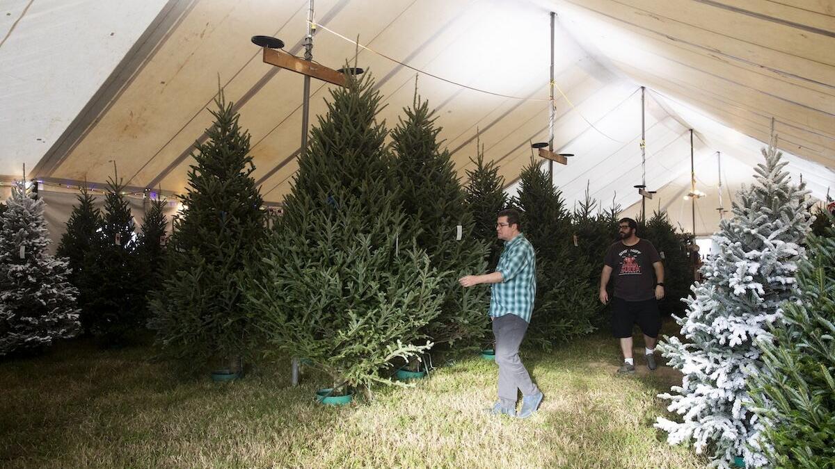 Abundant U.S. supply keeps live tree prices steady in 2025 | Retail ...