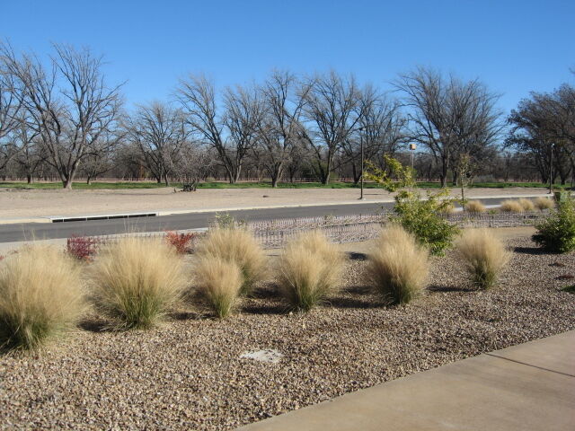 Green Valley Gardeners: Muhly grasses wave in any breeze | Get Out ...