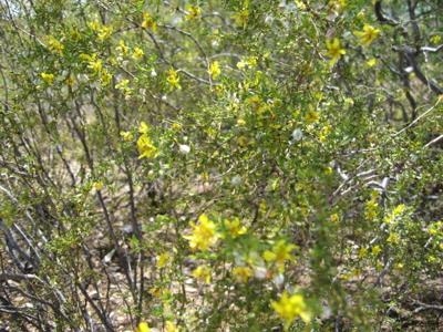 Green Valley Gardeners: Creosote, the desert's rainy season favorite ...