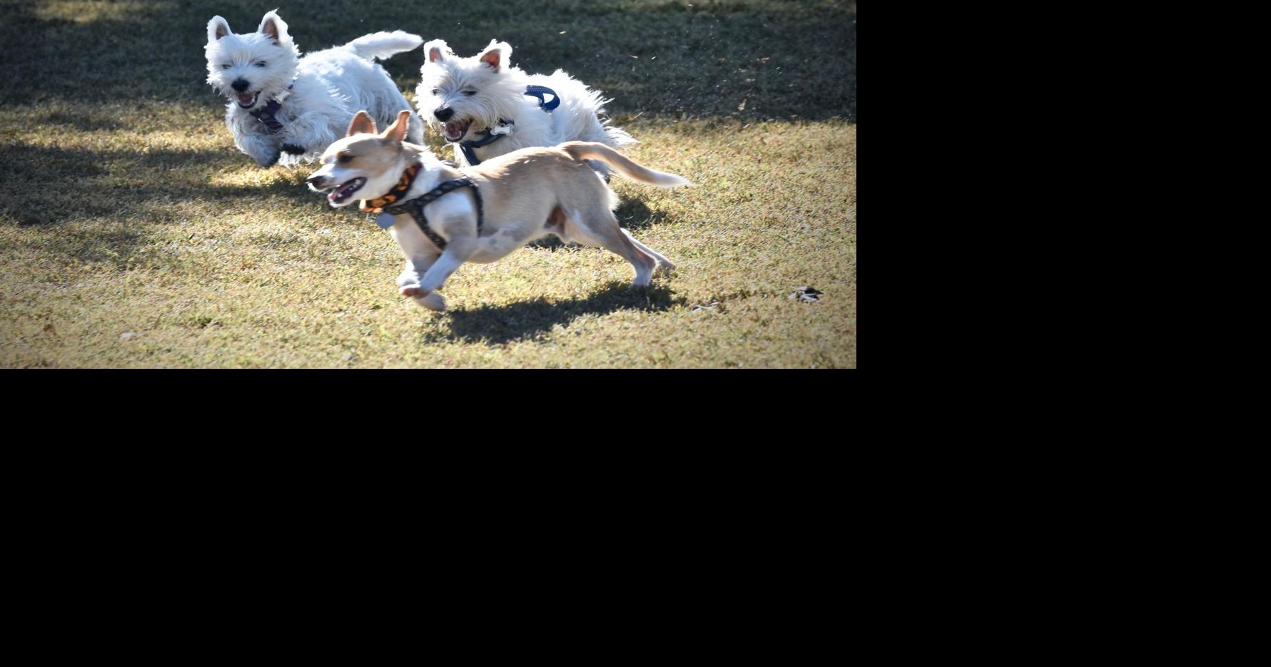 Decision to close both dog parks for reseeding draws opposition | Local News Stories | gvnews.com