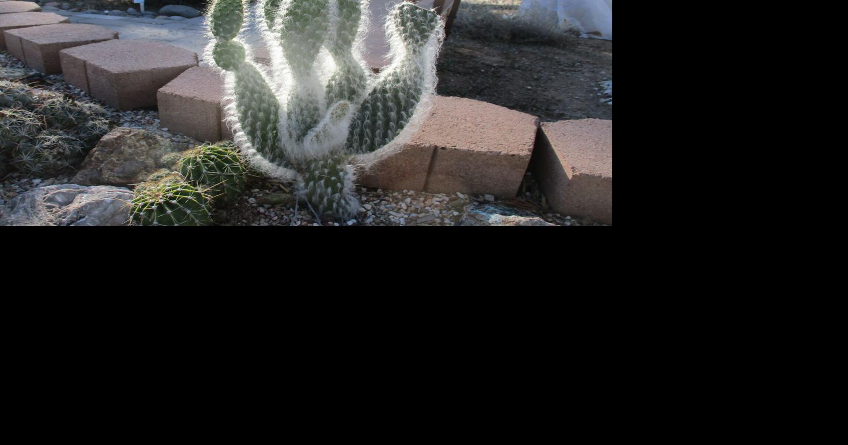 Green Valley Gardeners: What’s blooming in the January garden? | Get ...