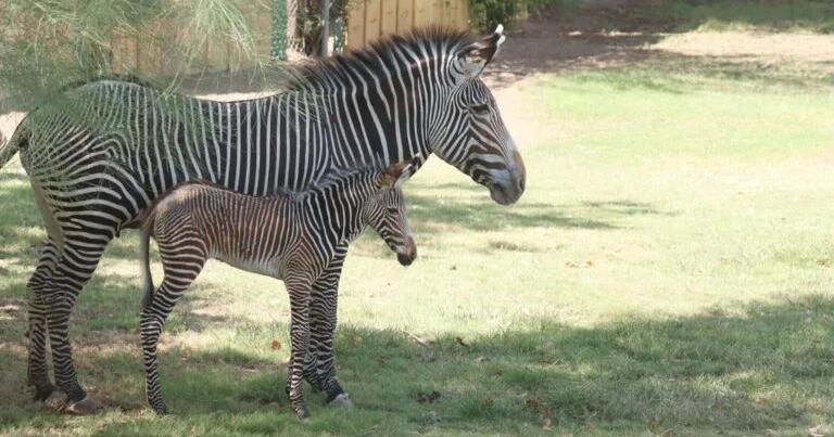 Reid Park Zoo welcomes baby zebra | Local News Stories | gvnews.com